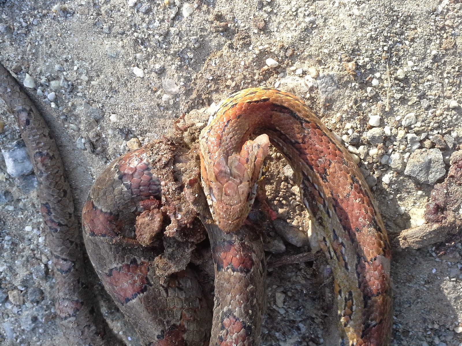 The Daily Dose of Deana: The Snake that Somebody Ran Over